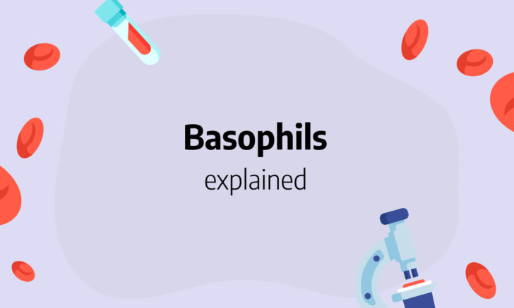 Basophils: function, absolute count, low, high and normal range