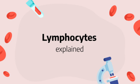 Lymphocytes: Low, High, Functions and Absolute Count (ALS)