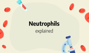 Neutrophils: definition, absolute count, high, low and normal range
