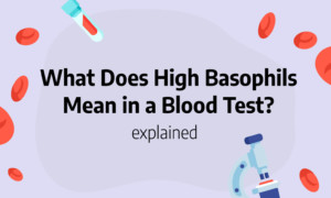 Basophils: function, absolute count, low, high and normal range
